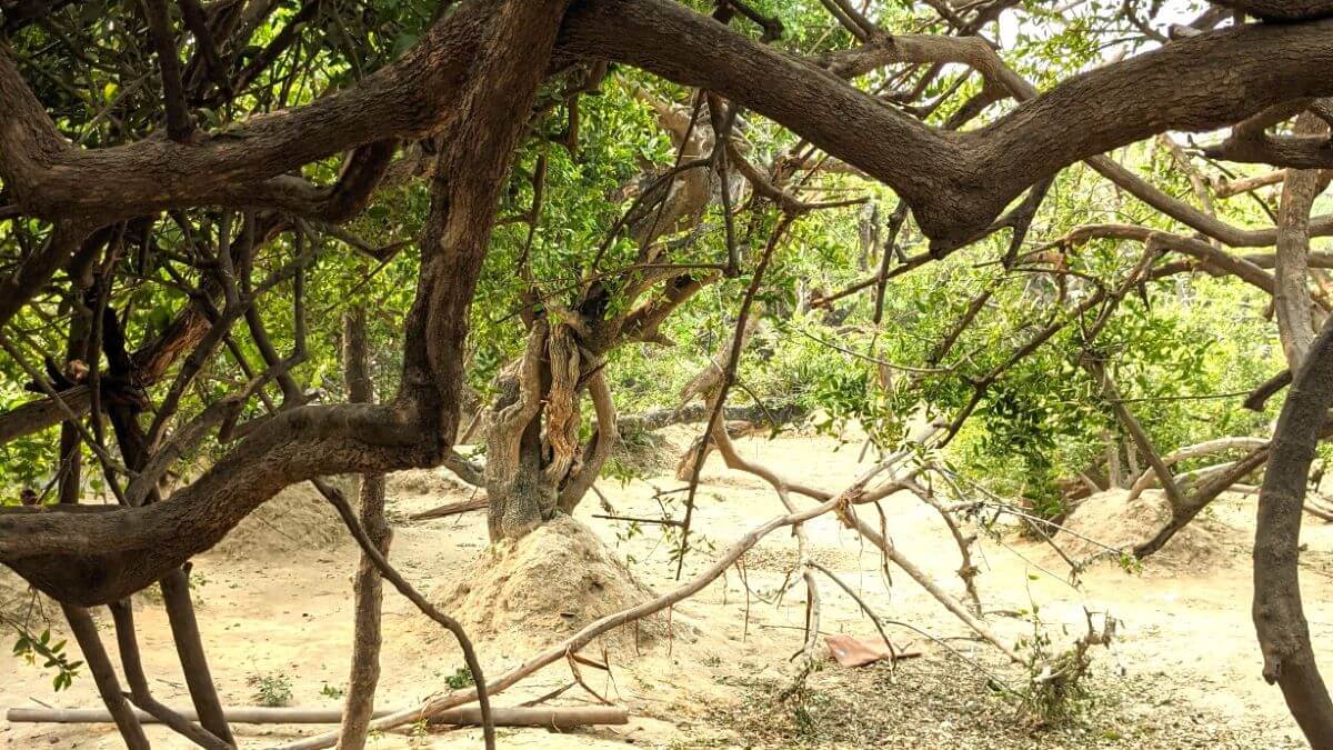 Nidhivan Vrindavan – Mystery, Beliefs & Travel Guide (2025)