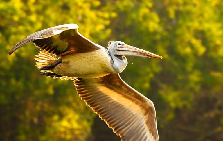 Top 10 Bird Watching Destinations in India for Nature Lovers
