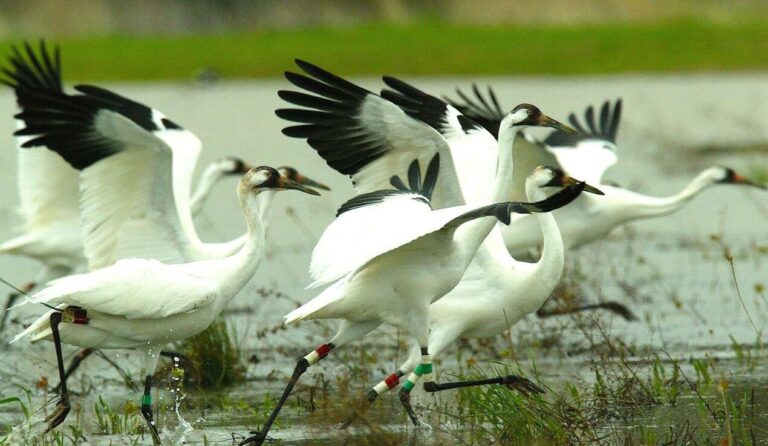 Top 10 Bird Watching Destinations in India for Nature Lovers