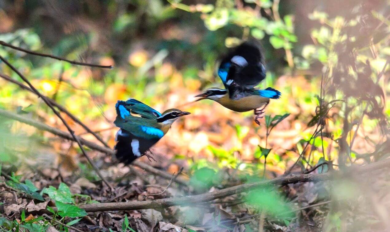 Top 10 Bird Watching Destinations in India for Nature Lovers
