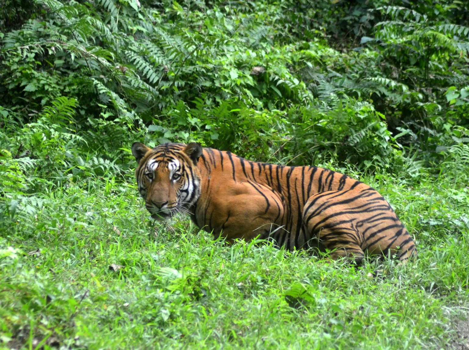 The Rich Wildlife of India - Vardhman Vacations