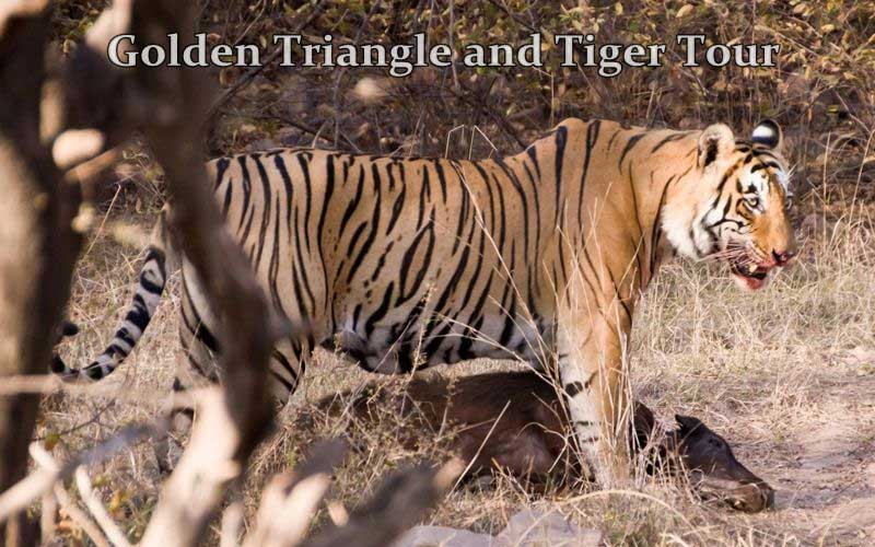 Golden Triangle Tour